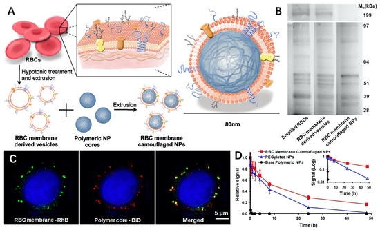 Recent Advances of Cell Membrane Coated Nanoparticles in Treating ...