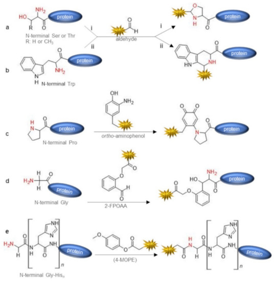 Exploiting Protein N-Terminus for Site-Specific Bioconjugation
