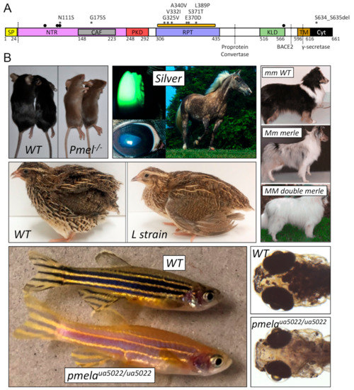 Functional Domains and Evolutionary History of the PMEL and GPNMB ...