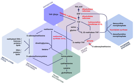 The Concept of Folic Acid in Health and Disease