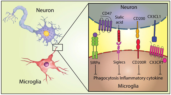 CD47 in the Brain and Neurodegeneration: An Update on the Role in ...