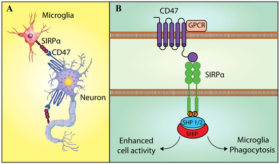 CD47 in the Brain and Neurodegeneration: An Update on the Role in ...
