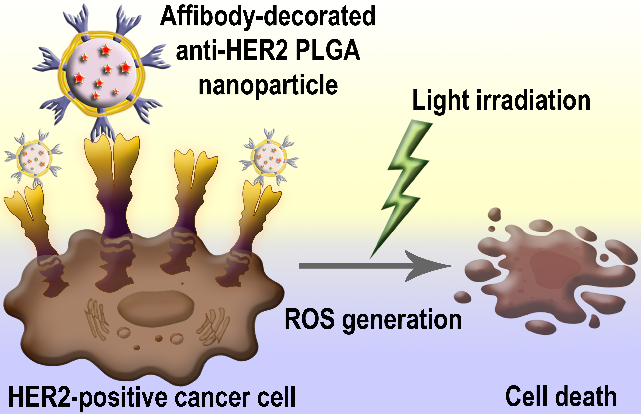 Molecules | Free Full-Text | PLGA Nanoparticles Decorated with Anti ...
