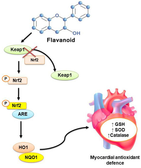 Dietary Flavonoids: Cardioprotective Potential with Antioxidant Effects ...