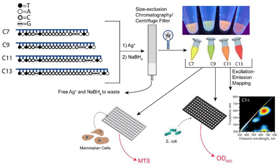 DNA-Templated Fluorescent Silver Nanoclusters Inhibit Bacterial Growth ...