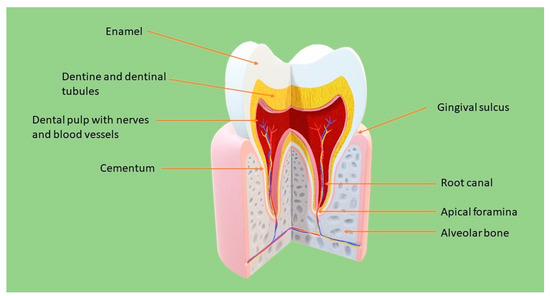 ILs and MMPs Levels in Inflamed Human Dental Pulp: A Systematic Review