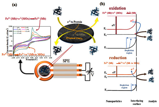 Label-Free Electrochemical Sensor Based on Manganese Doped Titanium ...
