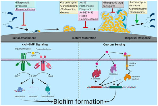 Strategies and Approaches for Discovery of Small Molecule Disruptors of ...