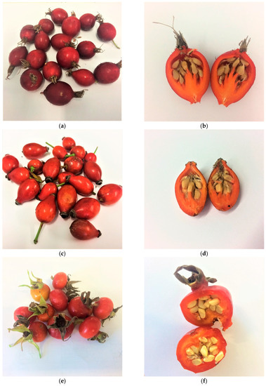 Rosa spp. Extracts as a Factor That Limits the Growth of Staphylococcus ...