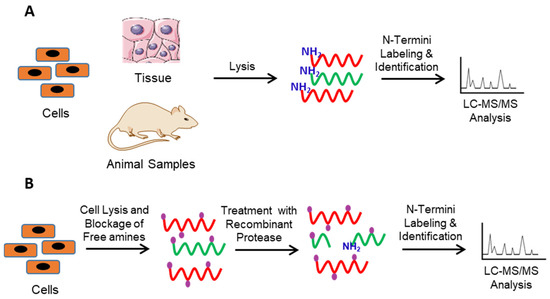 N-Terminomics Strategies for Protease Substrates Profiling