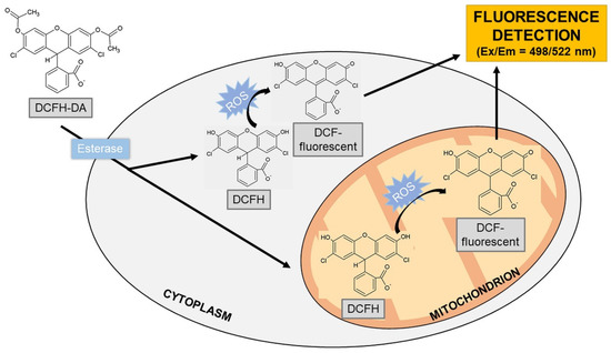 Detection of Oxidative Stress Induced by Nanomaterials in Cells—The ...