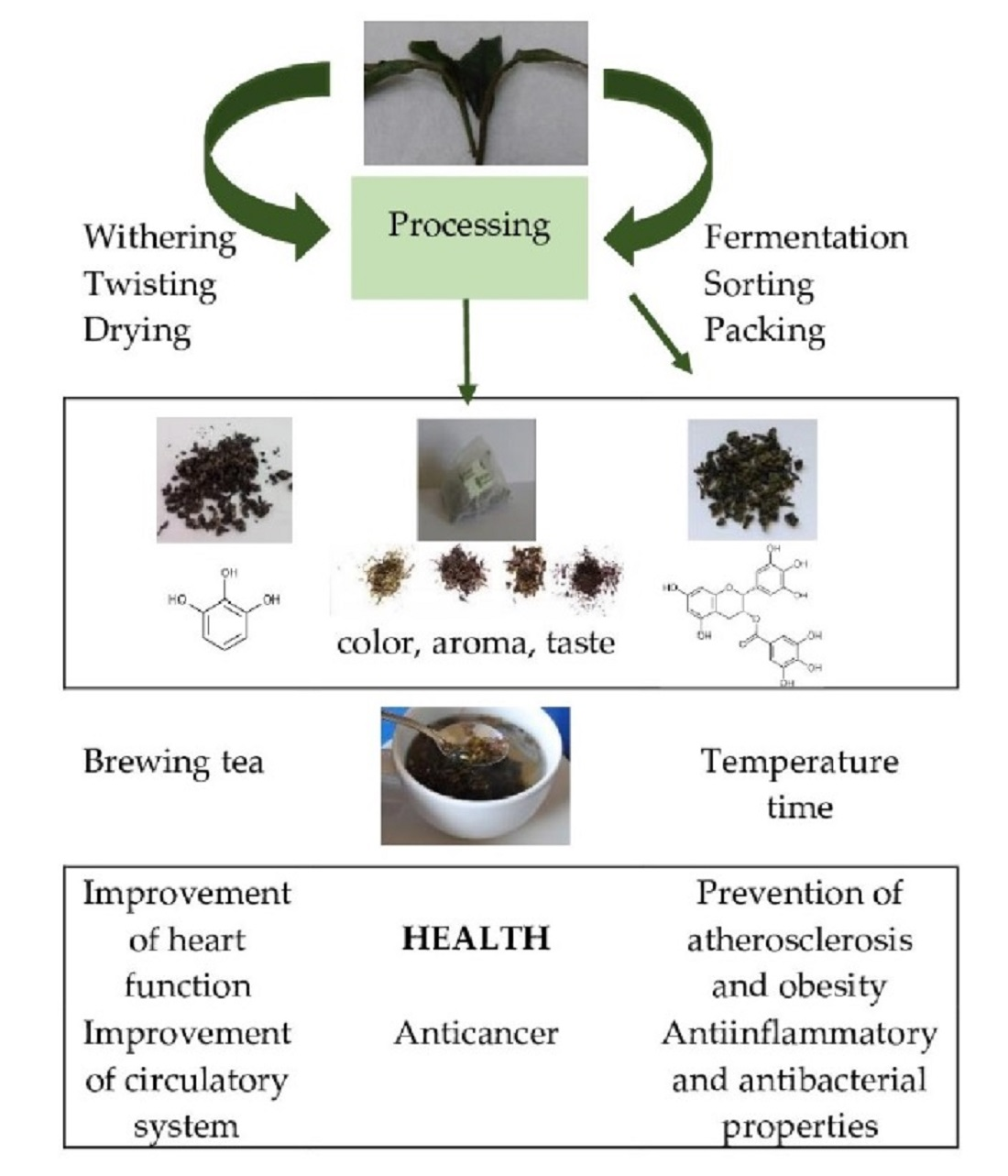 Molecules | Free Full-Text | Influence of Tea Brewing Parameters on the ...