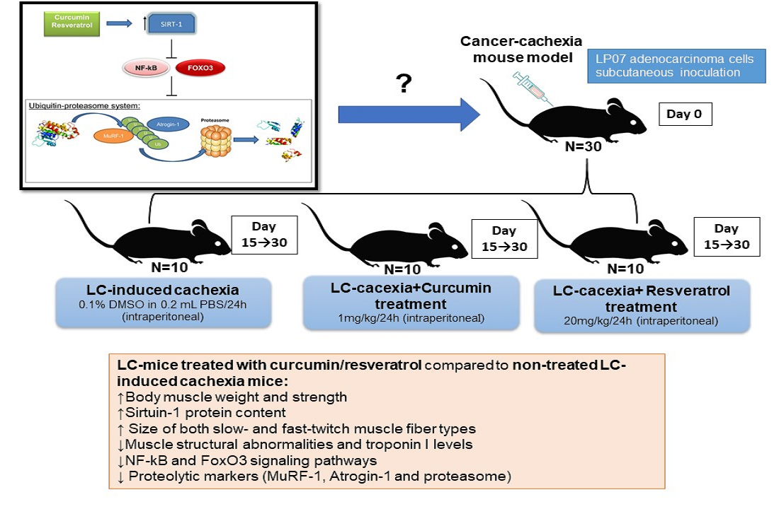 Molecules | Free Full-Text | Curcumin and Resveratrol Improve Muscle ...