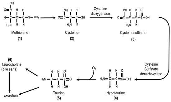 The Role of Taurine in Mitochondria Health: More Than Just an Antioxidant