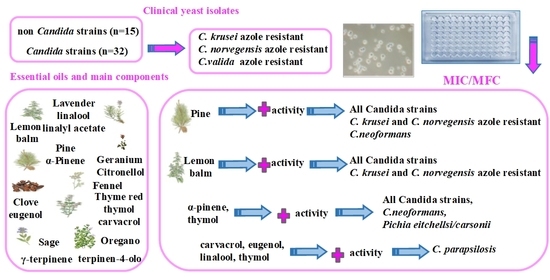 Molecules | Free Full-Text | The Inhibition of Non-albicans Candida ...