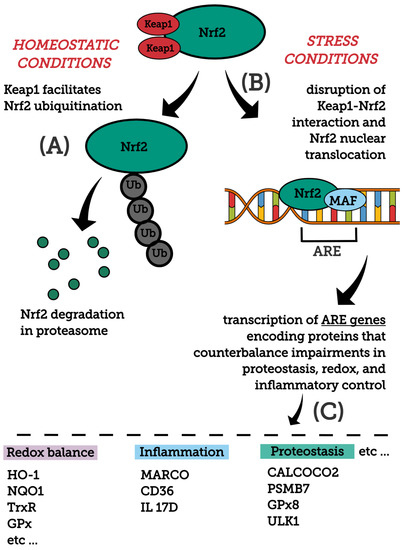 The Nrf2 Pathway in Ischemic Stroke: A Review
