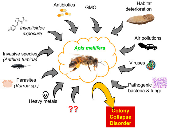 Effects of Insecticides and Microbiological Contaminants on Apis ...