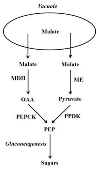 Gluconeogenesis in Plants: A Key Interface between Organic Acid/Amino ...