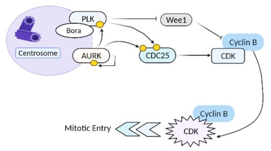 Synthetic Strategies of Pyrimidine-Based Scaffolds as Aurora Kinase and ...