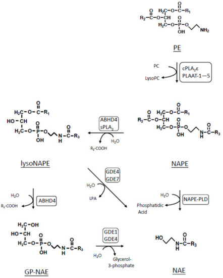 Involvement of the γ Isoform of cPLA2 in the Biosynthesis of Bioactive ...