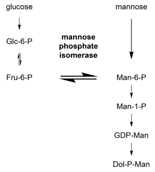 Protein C-Mannosylation and C-Mannosyl Tryptophan in Chemical Biology ...