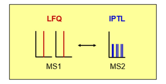 Molecules | Free Full-Text | Comparison of LFQ and IPTL for Protein ...