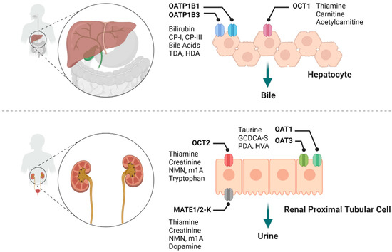 Endogenous Biomarkers for SLC Transporter-Mediated Drug-Drug ...