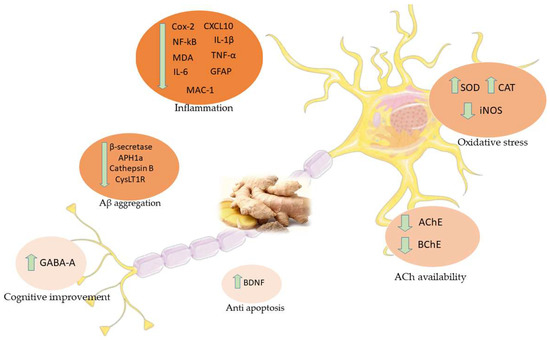 Ginger, a Possible Candidate for the Treatment of Dementias?