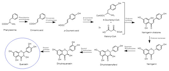 Polyphenolic Flavonoid Compound Quercetin Effects in the Treatment of ...