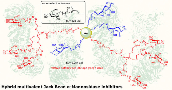 Molecules | Free Full-Text | Hybrid Multivalent Jack Bean α-Mannosidase ...