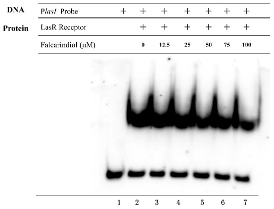 Falcarindiol Isolated from Notopterygium incisum Inhibits the Quorum ...