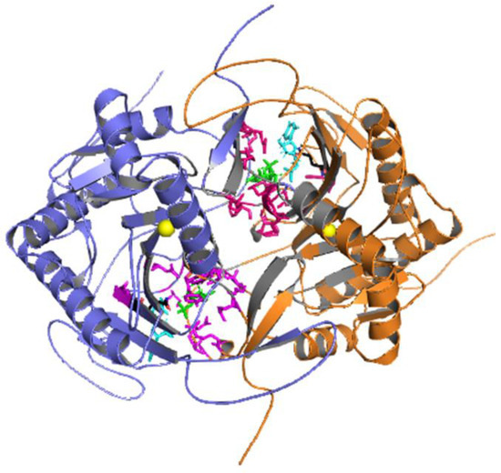 Analysis of the Structure-Function-Dynamics Relationships of GALT ...