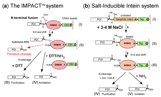 The Inducible Intein-Mediated Self-Cleaving Tag (IIST) System: A Novel ...