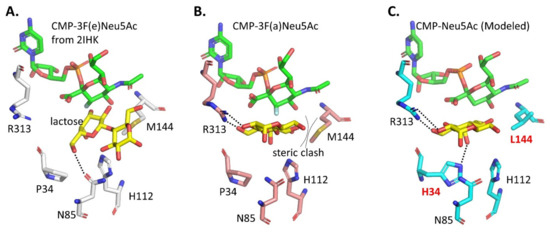Cellular and Molecular Engineering of Glycan Sialylation in ...