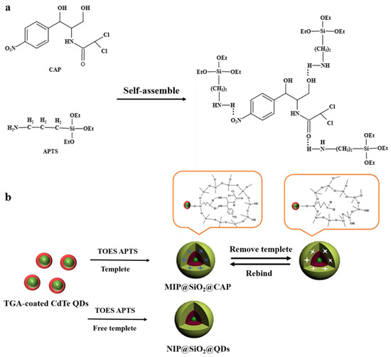 Molecules Free Full Text Molecularly Imprinted Silica Coated Cdte Quantum Dots For