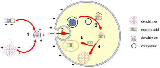 Dendrimers as Non-Viral Vectors in Gene-Directed Enzyme Prodrug Therapy