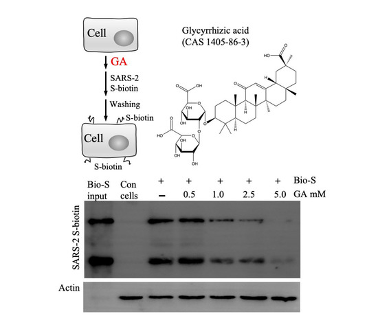Molecules | Free Full-Text | Glycyrrhizic Acid Inhibits SARS-CoV-2 Infection by Blocking Spike ...