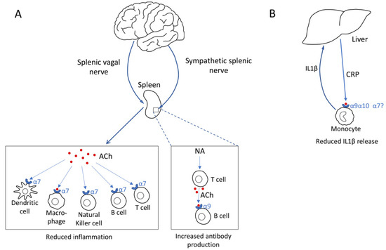 Neuroinflammation Modulation via α7 Nicotinic Acetylcholine Receptor ...