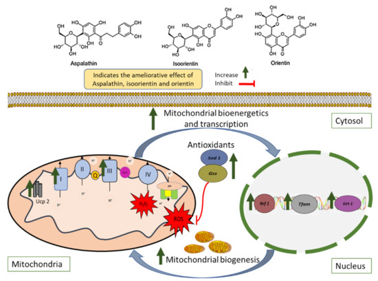 Rooibos Flavonoids, Aspalathin, Isoorientin, and Orientin Ameliorate ...