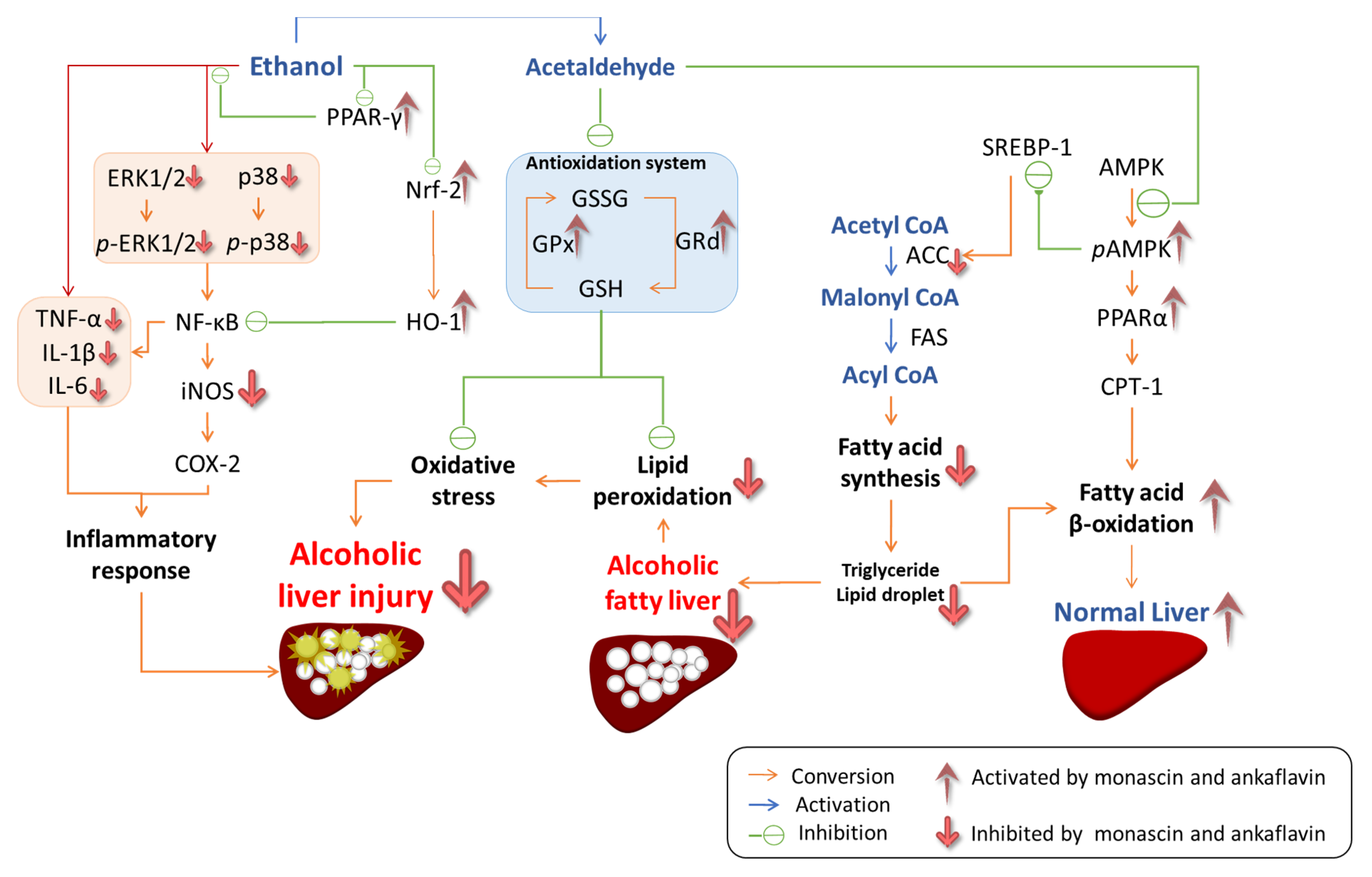 Monascin and Ankaflavin of Monascus purpureus Prevent Alcoholic Liver ...