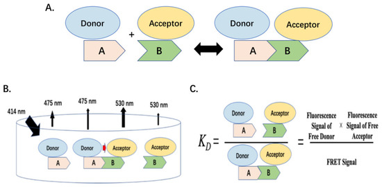 Quantitative FRET (qFRET) Technology for the Determination of Protein ...