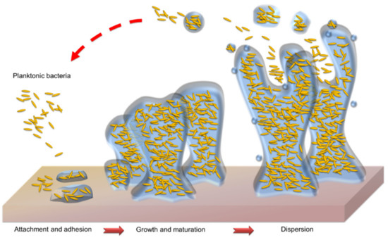 The Antibiofilm Nanosystems for Improved Infection Inhibition of ...
