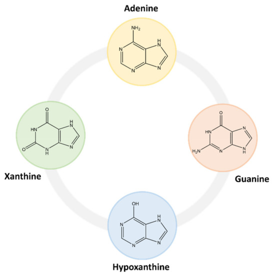 Towards the Use of Adsorption Methods for the Removal of Purines from Beer