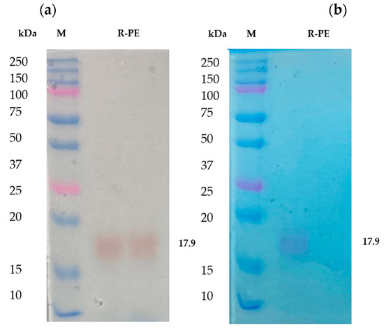 Extraction and Purification of R-Phycoerythrin Alpha Subunit from the ...