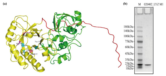 Lysozyme-like Protein Produced by Bifidobacterium longum Regulates ...