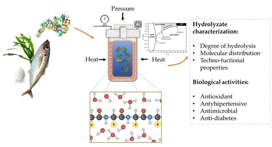 Molecules | Free Full-Text | Protein Hydrolysis by Subcritical Water: A ...