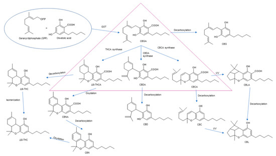 Cannabinoids—Characteristics and Potential for Use in Food Production