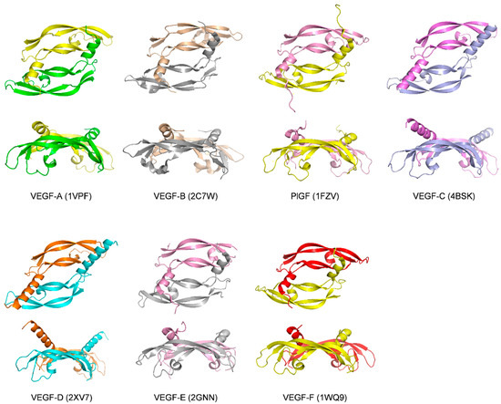 A Structural Overview of Vascular Endothelial Growth Factors ...