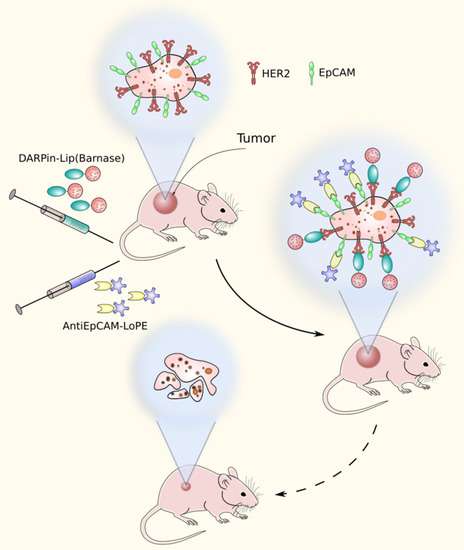 Barnase-Barstar Pair: Contemporary Application in Cancer Research and ...