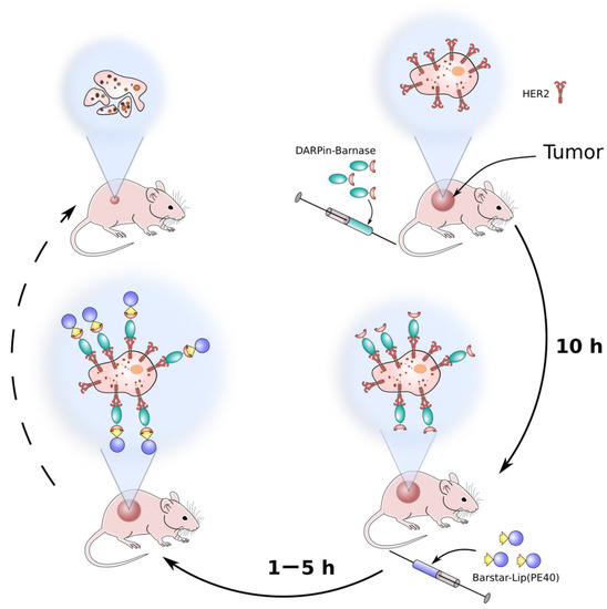Barnase-Barstar Pair: Contemporary Application in Cancer Research and ...